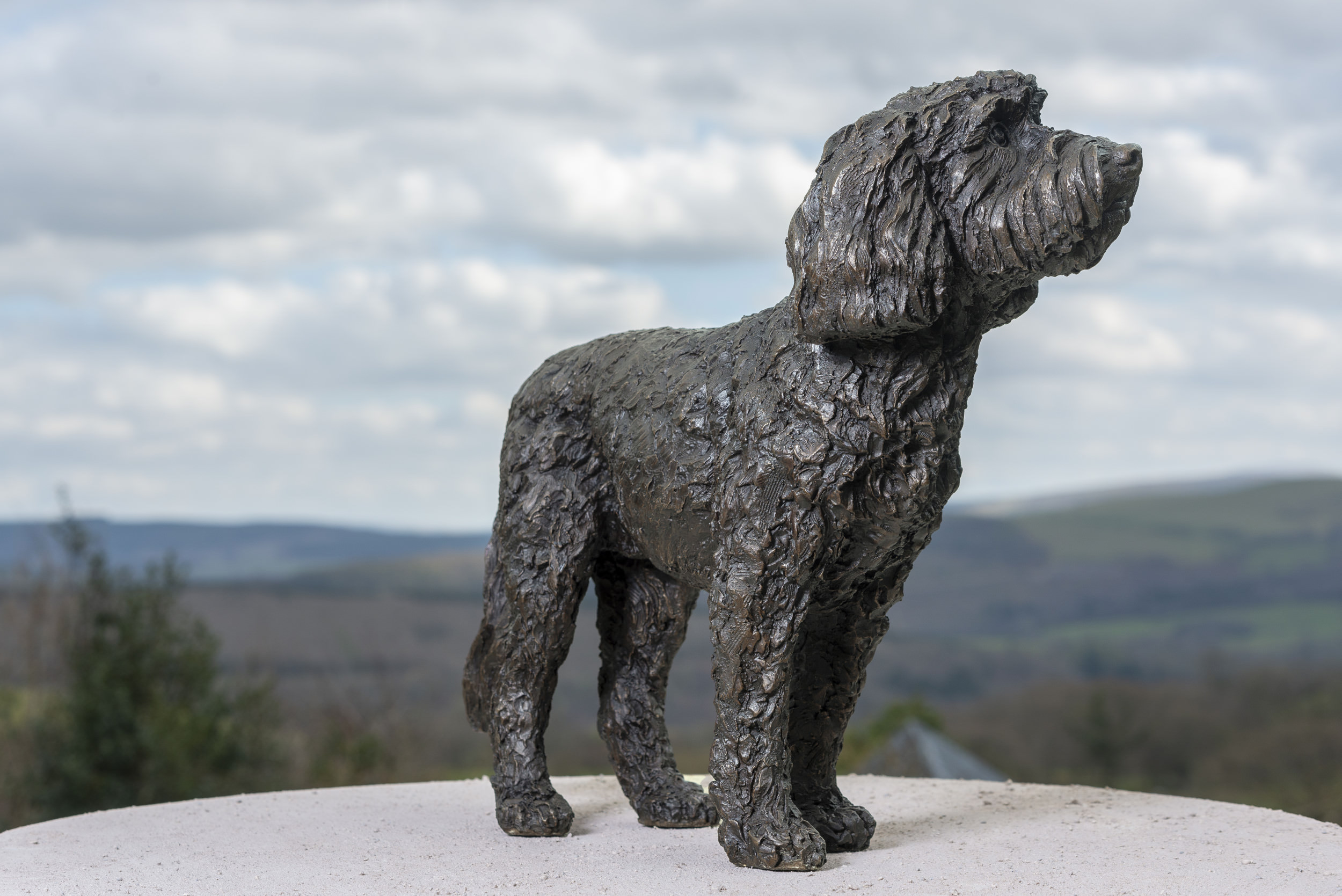 Bronze Cockapoo sculpture by Tanya Russell | Cockapoo Statue