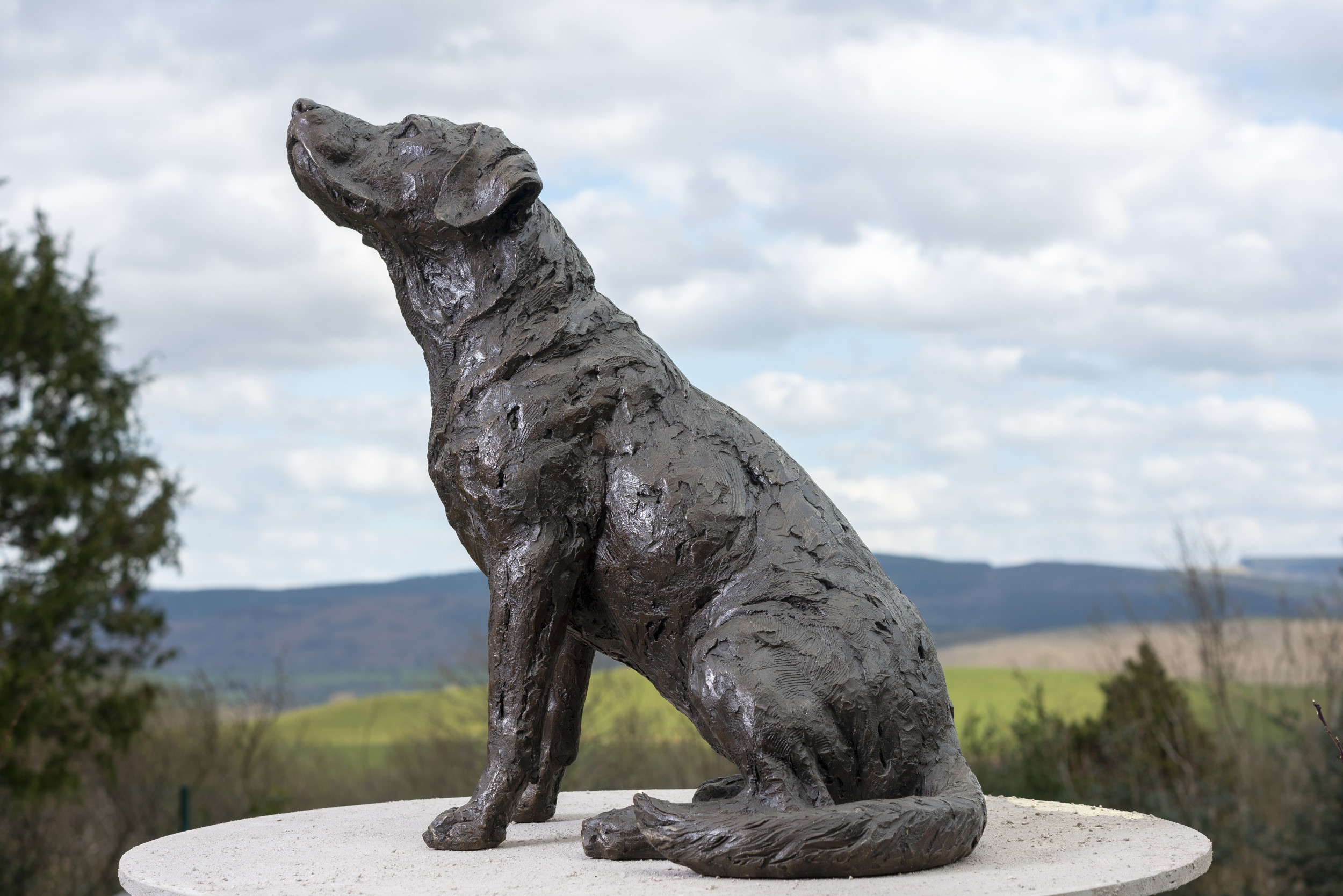 Bronze Labrador Looking Up Sculpture | Life Size Labrador Statue