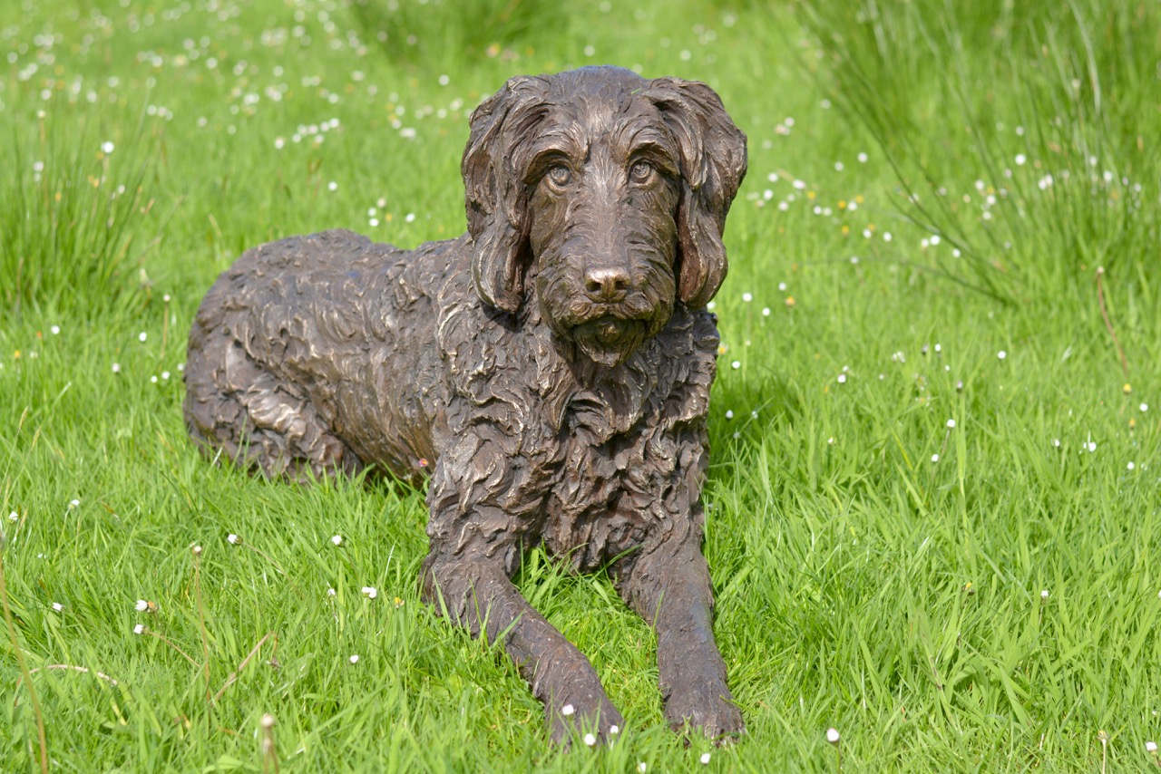 Bronze Lying Labradoodle sculpture | Labradoodle statue | Lifesize ...