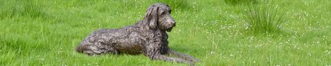Bronze Lying Labradoodle sculpture | Labradoodle statue | Lifesize ...